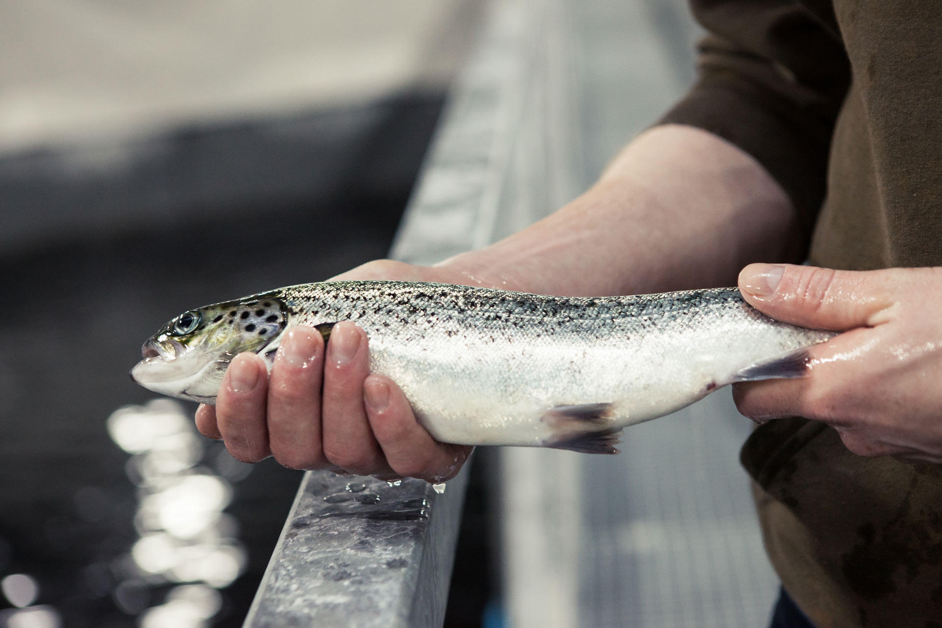 Danish Salmon - ASC certified salmon and a climate-friendly choice